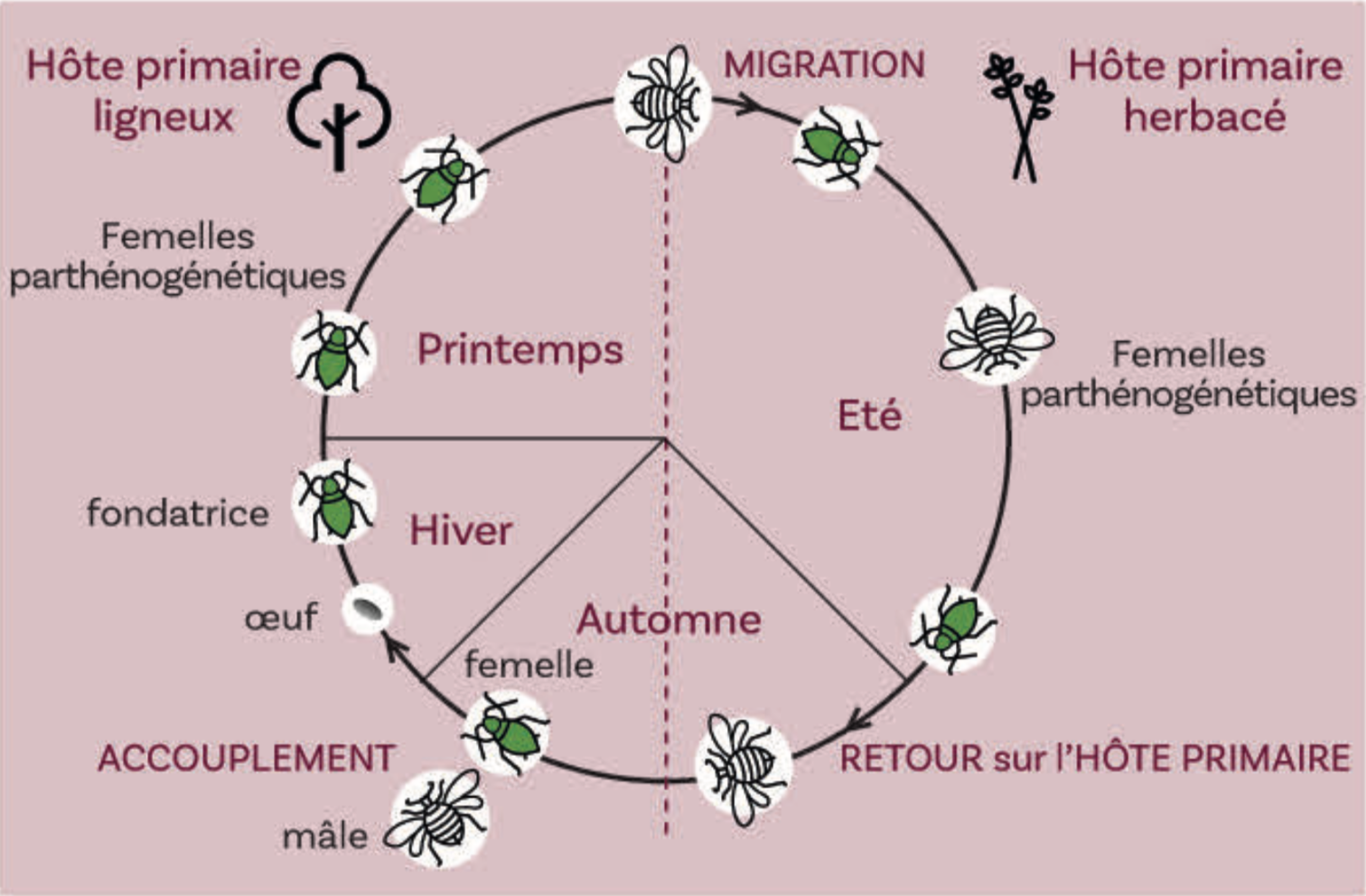 Astuces naturelles pour lutter contre les pucerons / cochenilles - ViVERT