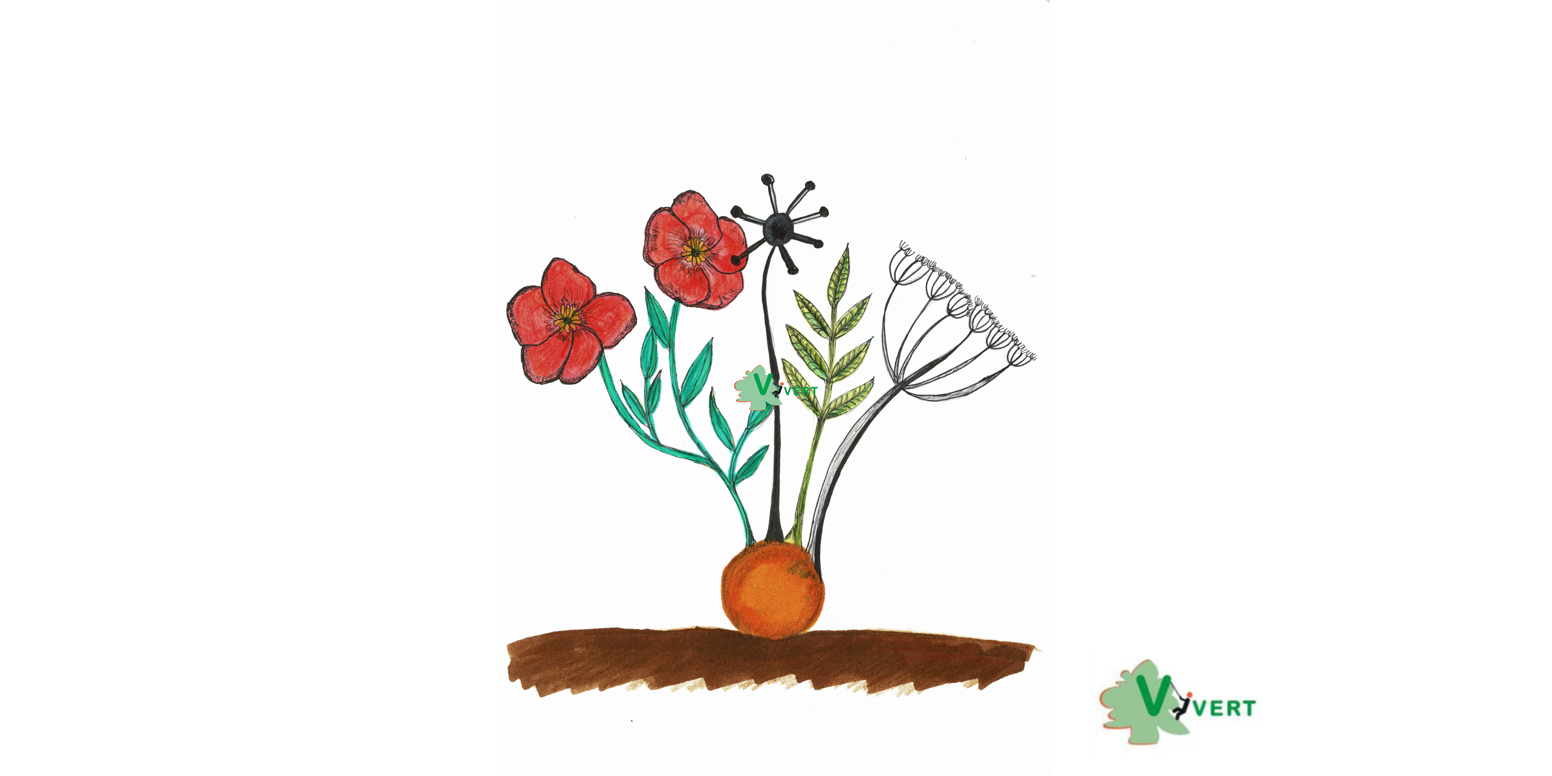 Les bombes à graines - ViVERT